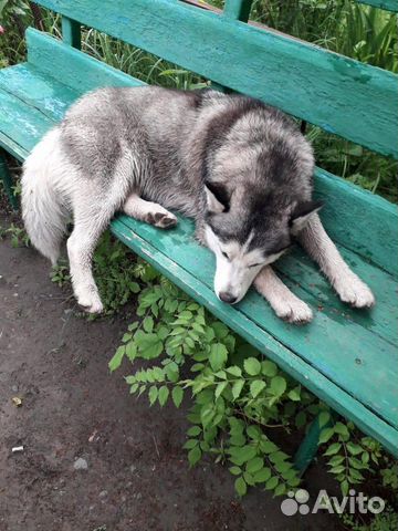 Хасюня