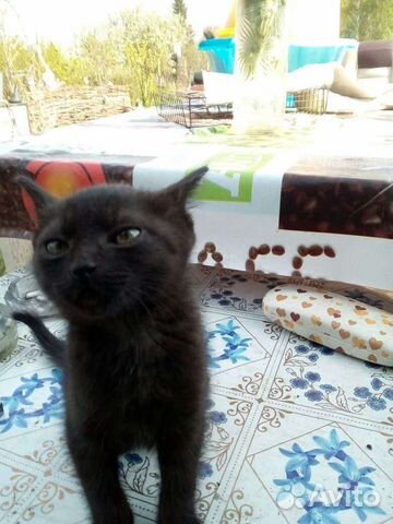 Кошки в добрые руки бесплатно