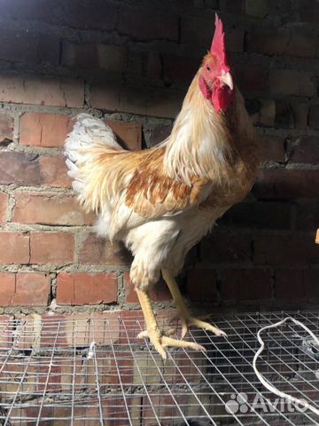 Петух