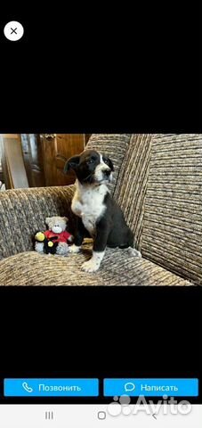 Щенулька 3 месяца чудо мальчик Дюк