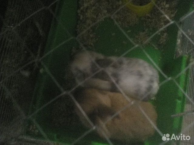 Кролики пароды Рекс