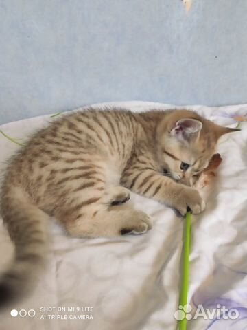 Британская шиншилла золотистая