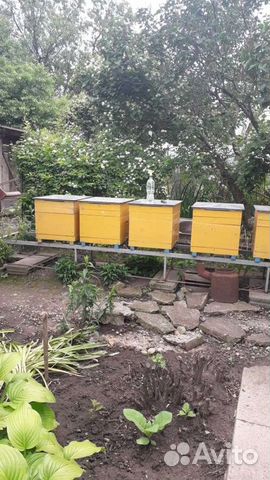 Продам пчелосемьи, 5 уликов, рутовские