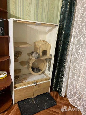 Ветрина с шиншиллами