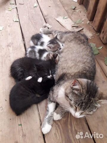 Коштята от мышеловки