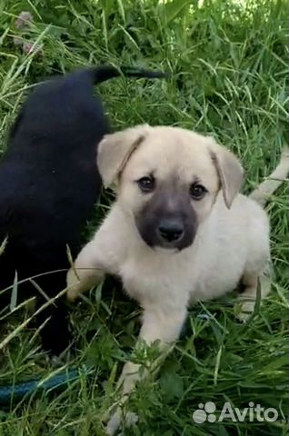 Щенок Дюша в добрые руки