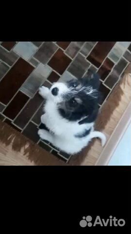 Щенок в добрые руки даром