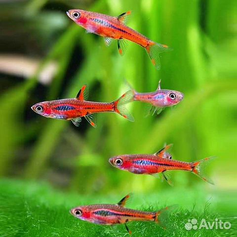 Расбора бригитты