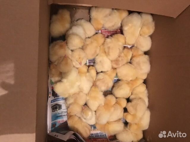 Циплята Бролеры