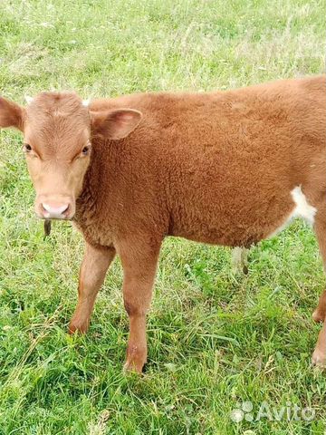 Бычки телята теленок