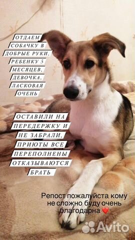 Метис пойнтера бесплатно