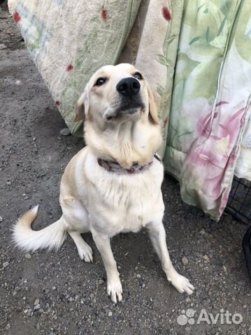 Собака алабай