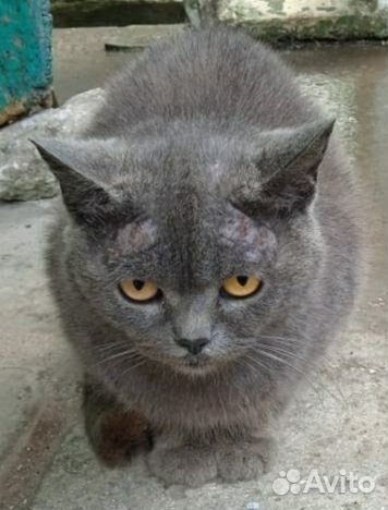 Кошечка британка