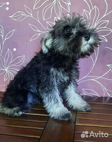 Щенки цвергшнауце