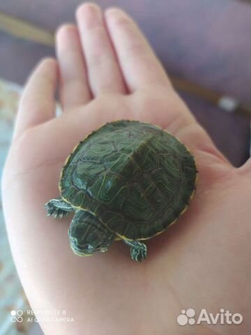 Красноухая черепаха