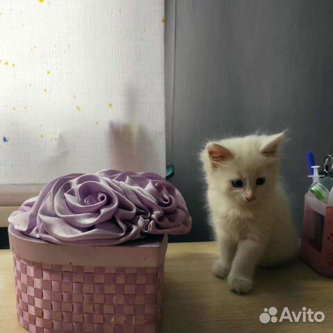 Сибирский котенок