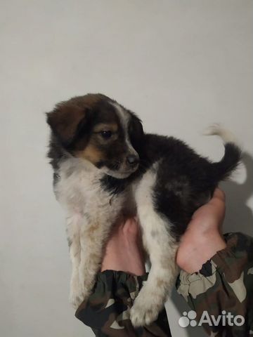 Лапуличка лучшая охранница