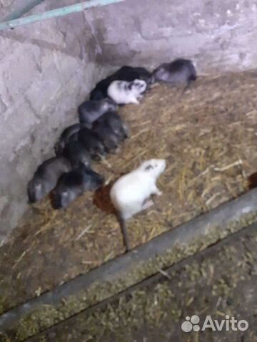 Нутрии на племя