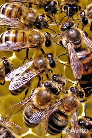 Пчелы