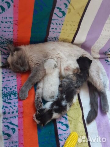 Котята в добрые руки