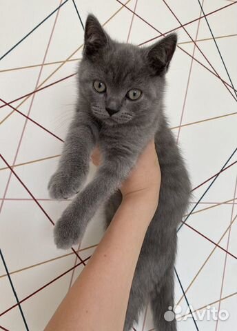 Британская кошка, британский котёнок, девочка