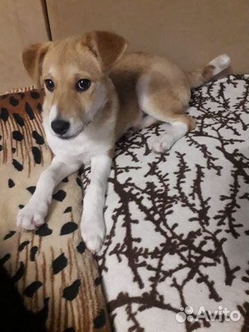 Красавица Акита в добрый дом