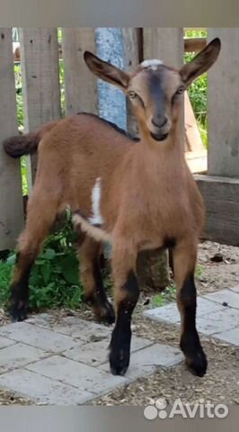 Козочка альпо-чешка