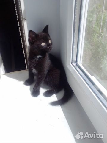 Черная чернушеа