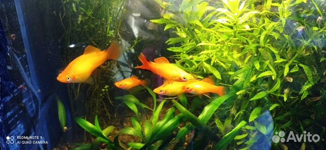 Живородящие аквариумные рыбки