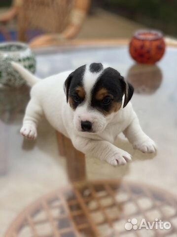 Джек Рассел терьер