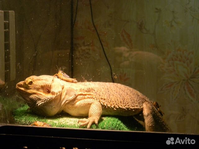 Продается бородатая Агама,вместе с террариумом