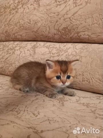 Британские малыши