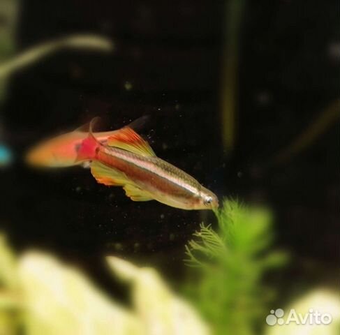 Аквариумные рыбки