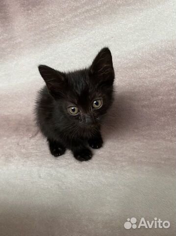 Котенок, девочка Смоки 1 месяц