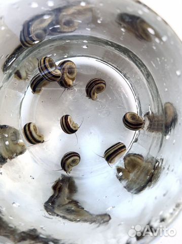 Улитки Маризы