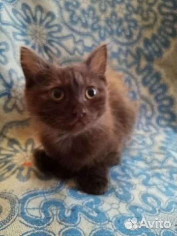 Котятам нужен дом