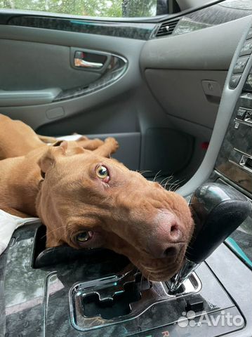 Венгерская Выжла (легавая) охотничья