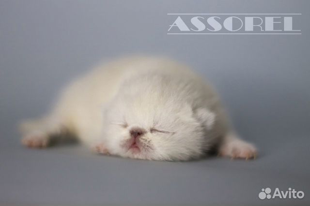 Котенок экзот