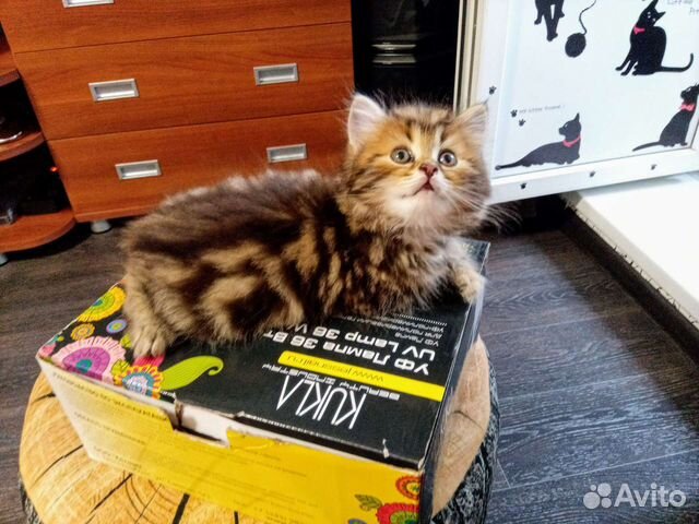 Чистокровный британский котик