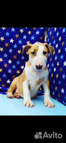 Щенки бультерьера