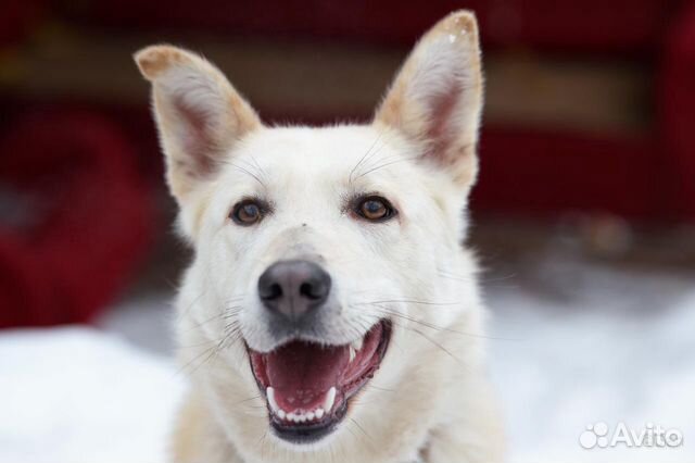 Отдаю собаку Лею в дар