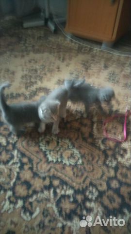 Веслаухие британцы