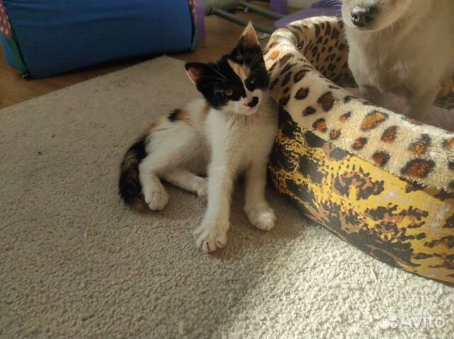 Котëнок