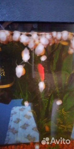 Улитки ампулярии