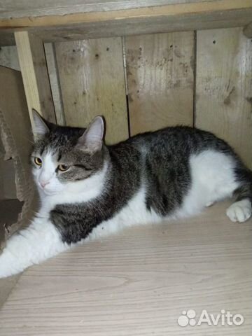 Кот в добрые руки