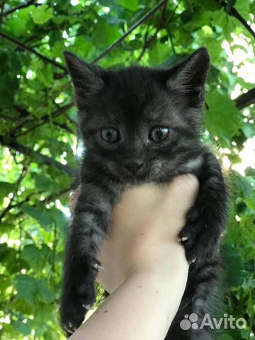 Игривый котенок