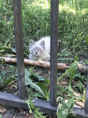 Пушистый милый котенок