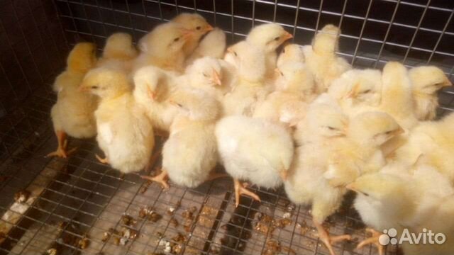 Цыплята бройлеры кобб 500