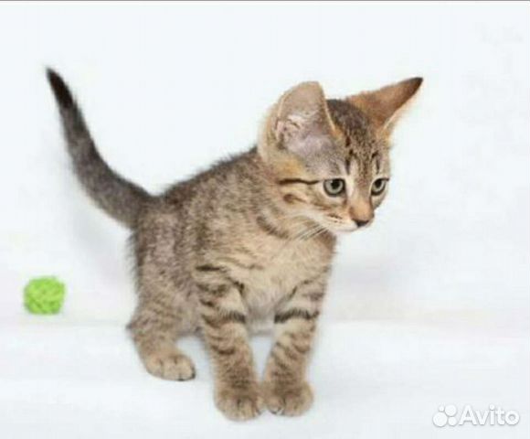 Маленькая тиграша ищет маму