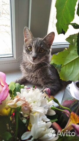 Кот молодой бесплатно
